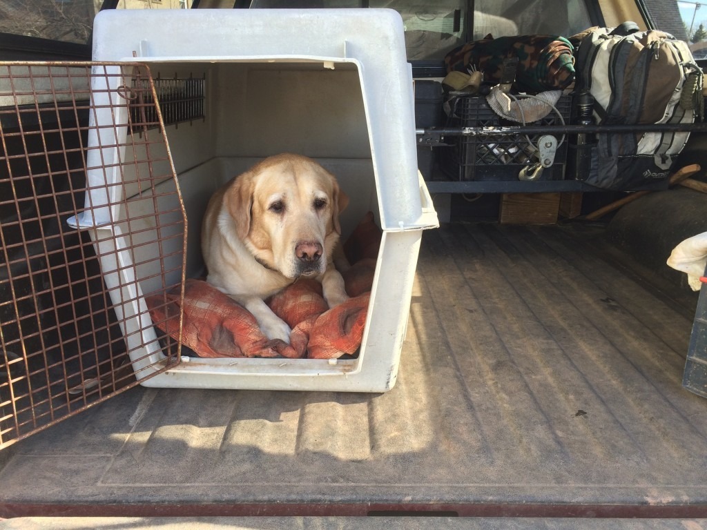 Dogs as prepper companions - Suburban Survival Blog